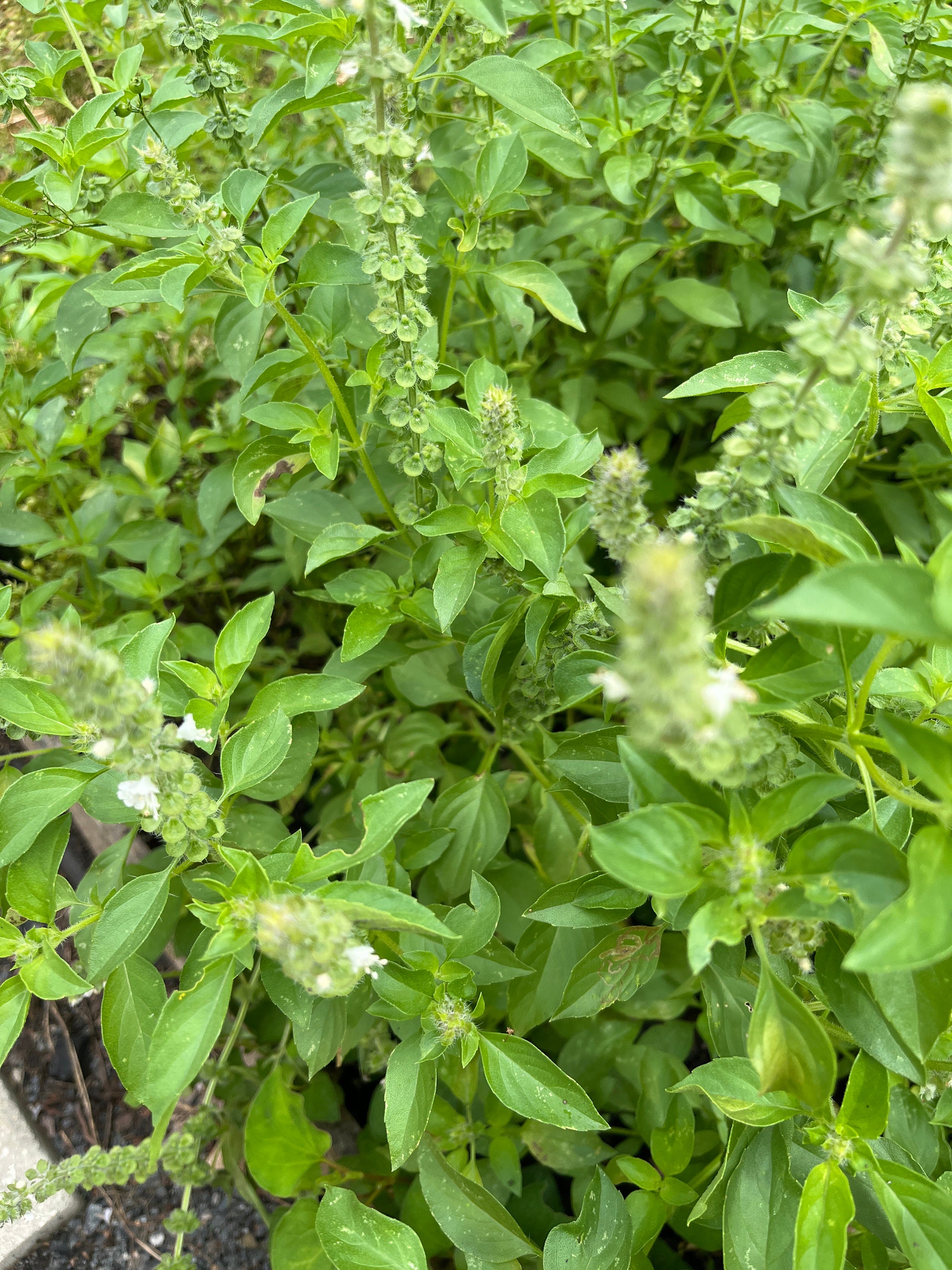 Basil Seeds, Asian Basil, Hat E, Rare to Find Seeds, 1000+ Seeds of ...