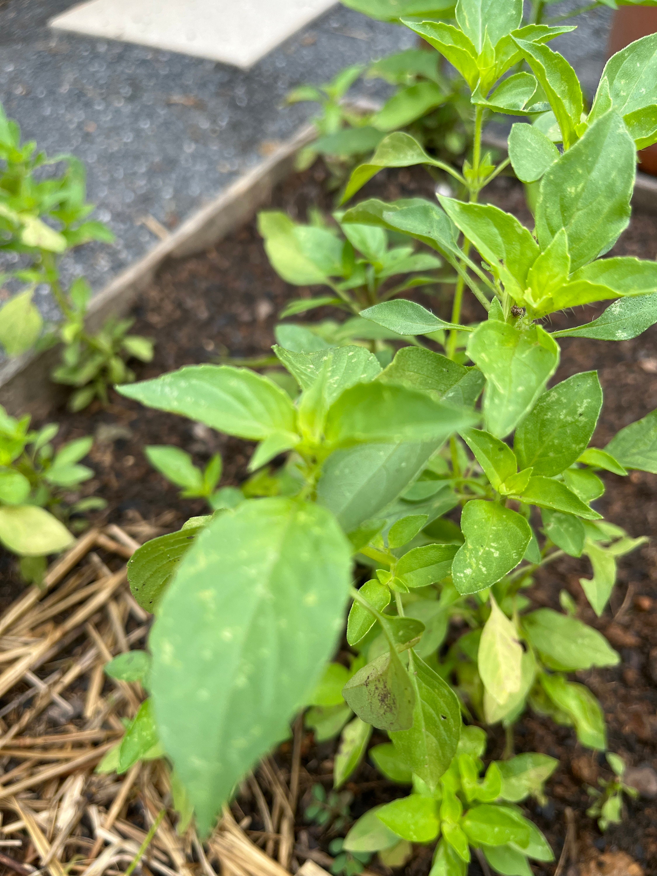 Basil Seeds Asian Basil Hat E Rare to Find Seeds - Etsy