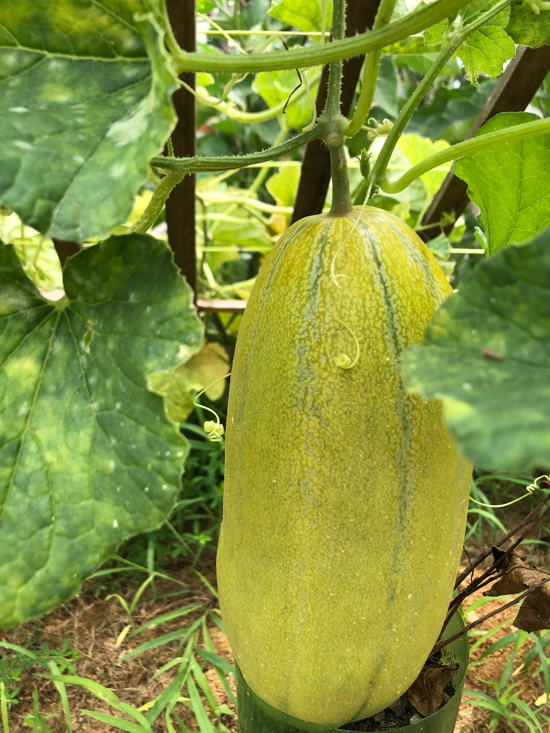 Casaba Melon Seeds, Hat Dua Gang, Hat Dua Bo, Organic Thai Chinese Lao ...
