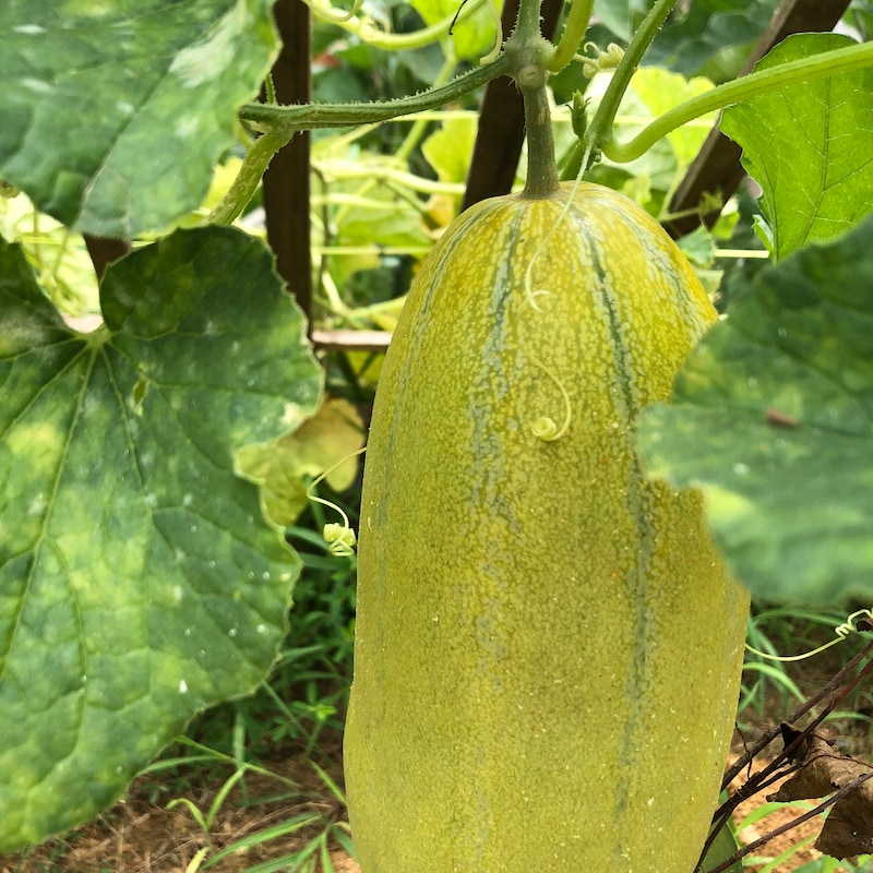 Chinese Melon - Etsy