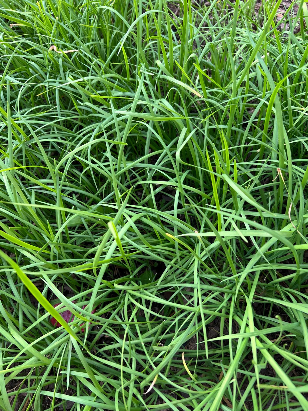 Fresh Cut Chives, Chive Herb for Cooking, He Tuoi, Fresh Asian Chive ...