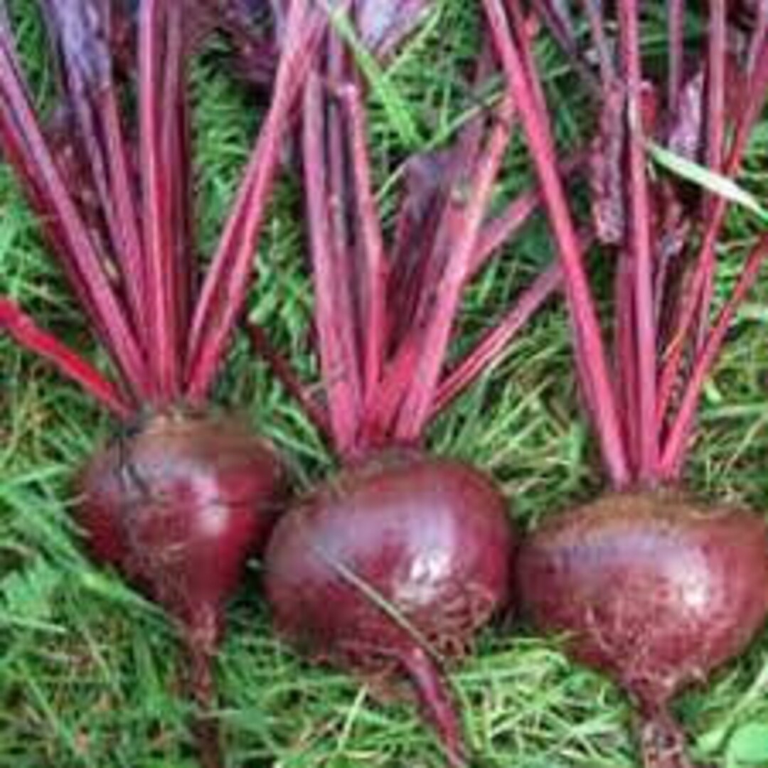 Beet, Bull’s Blood Beet Seed, Organic Seeds, Vegetable, Beet Seeds ...