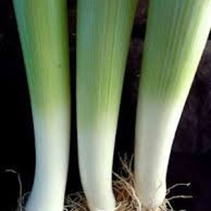 American Flag Leeks, Leeks Seeds, Seeds, Leeks, Big Onion Seeds, Leeks ...