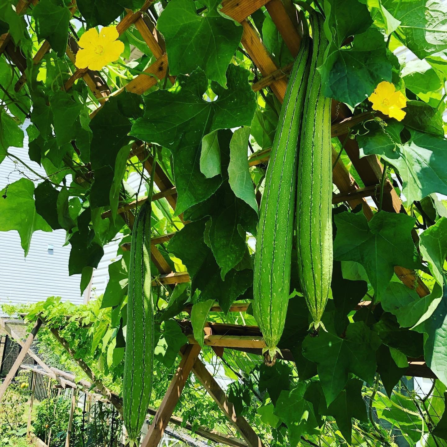 Luffa Squash Seeds, Organic Luffa Squash Seeds, Hat Muop Huong, Muop ...