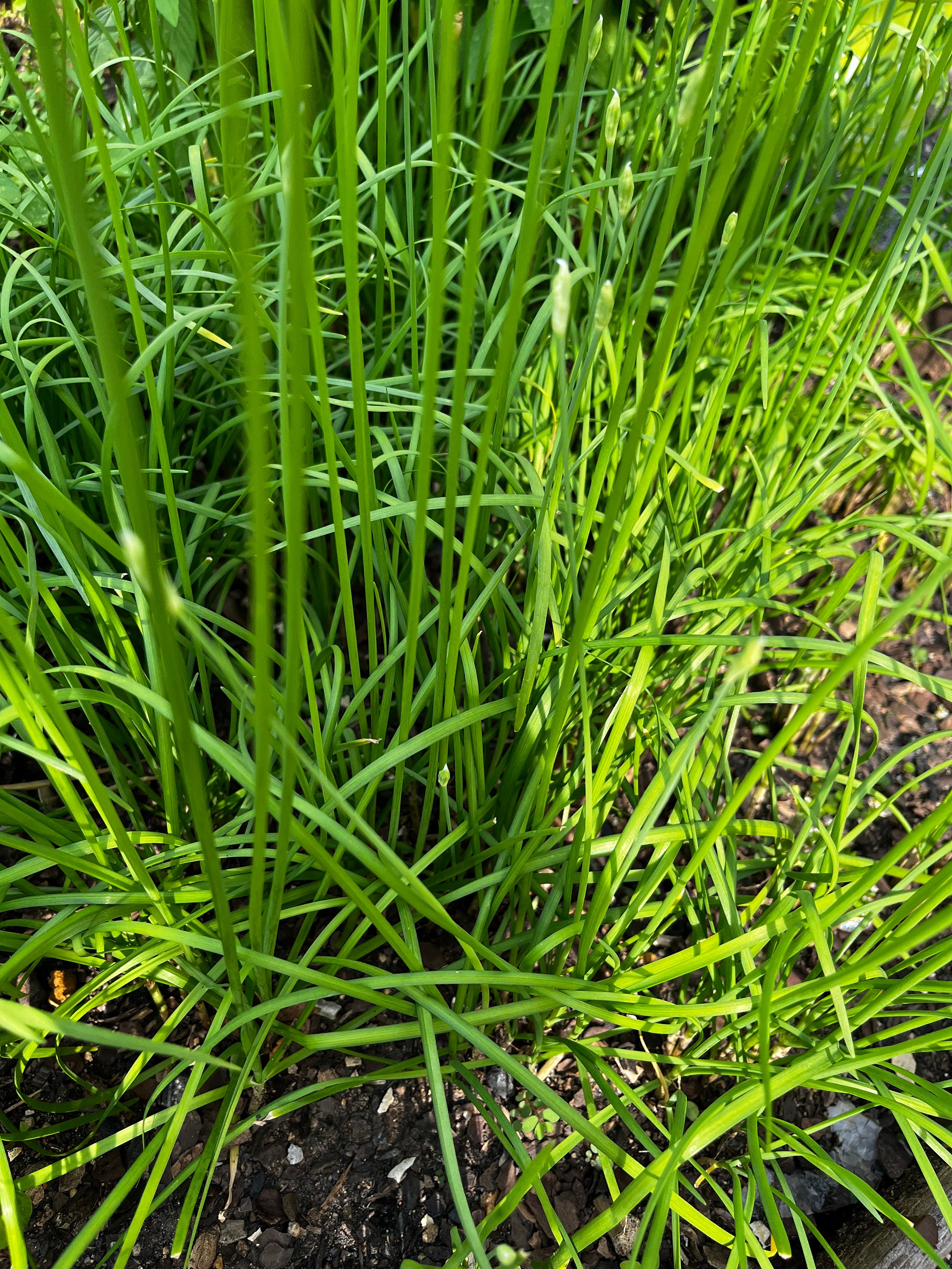Culinary Herb Plants Mature Live Organic Garlic Chives Plants - 3 Pack ...