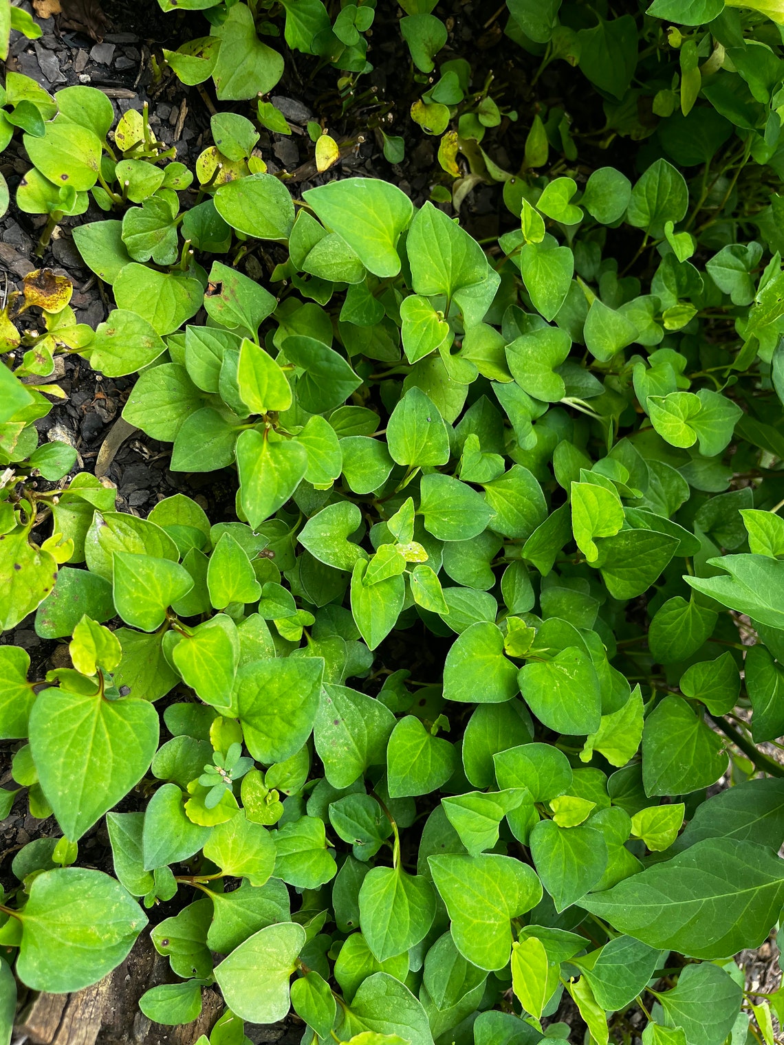 Live Fish Mint Pot, Heartleaf, Fish Herb Live Plant, Lizardtail Live ...