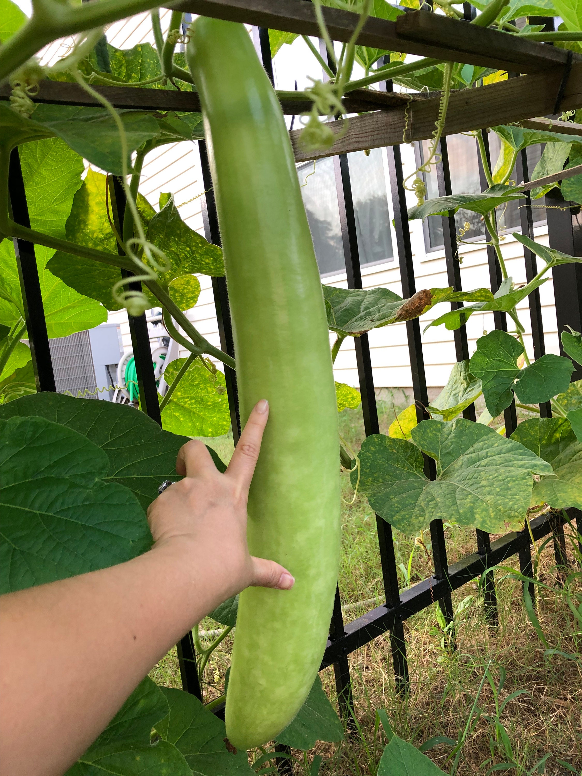 Long Bottle Gourd Squash, Indian Bottle Gourd Seeds, Hat Bau, Organic ...
