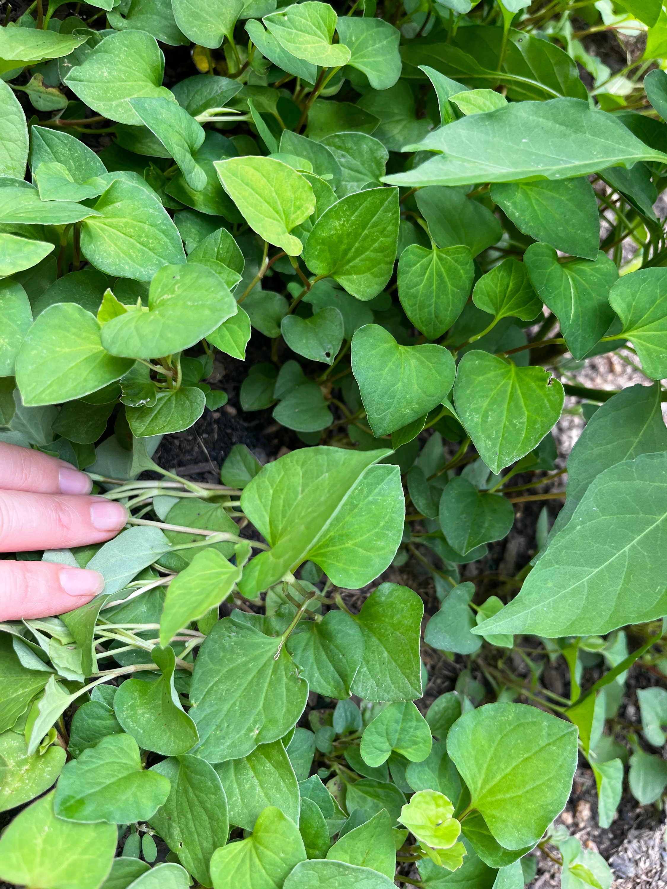 Live Fish Mint Pot, Heartleaf, Fish Herb Live Plant, Lizardtail Live ...