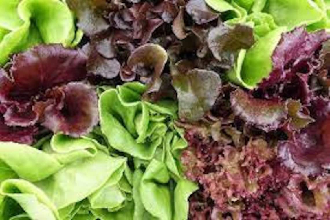 Mesclun Salad Mix Seeds, Lettuce Mix Seeds, Salad Mix Seeds, Salad ...