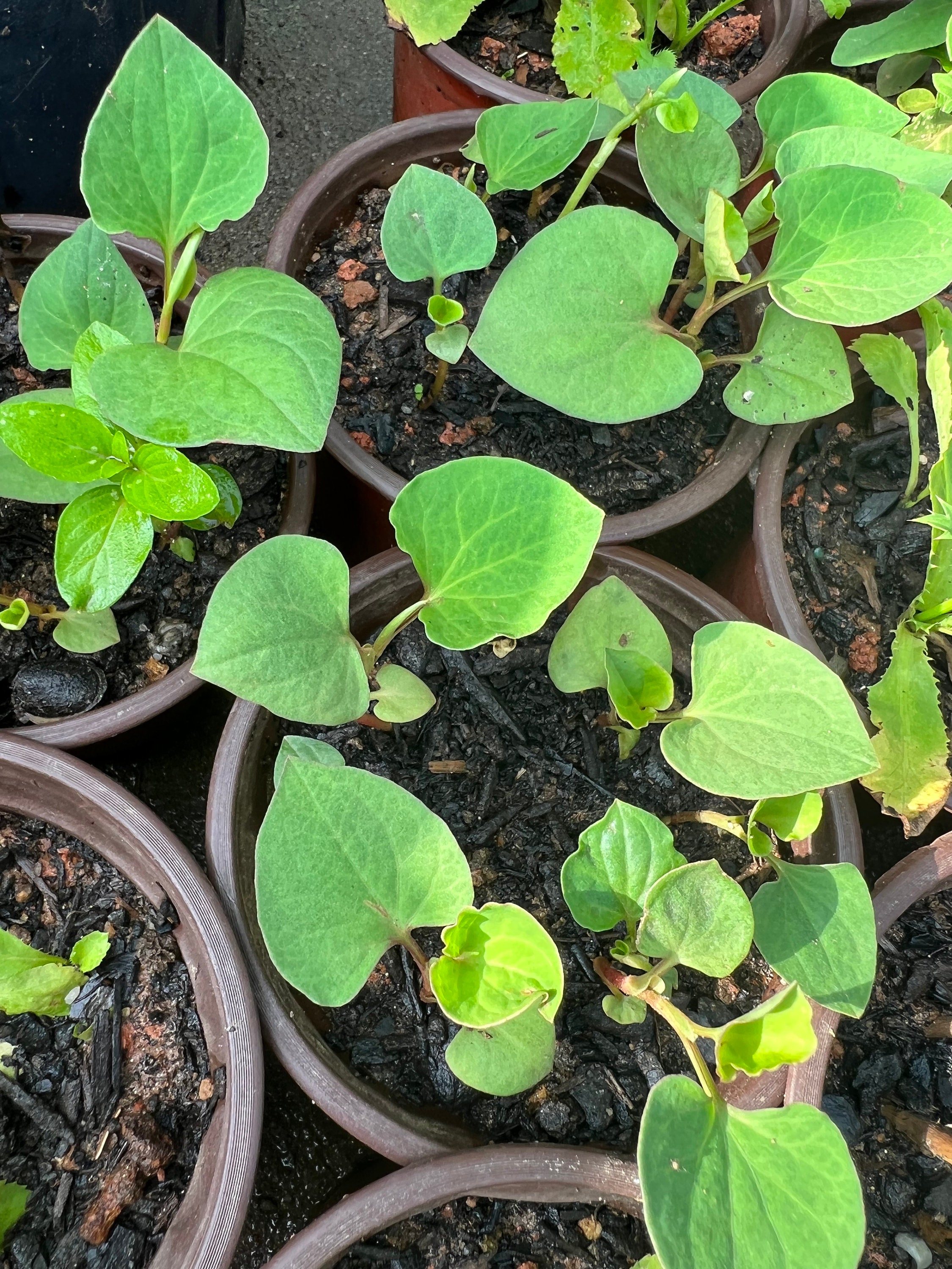 Live Fish Mint Pot, Heartleaf, Fish Herb Live Plant, Lizardtail Live ...