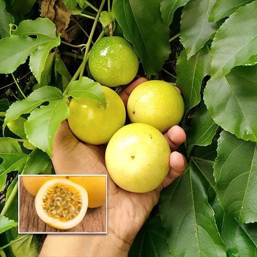 Passion Fruit Plant Pot, Passion Fruit Tree, Organic Passion Fruit ...
