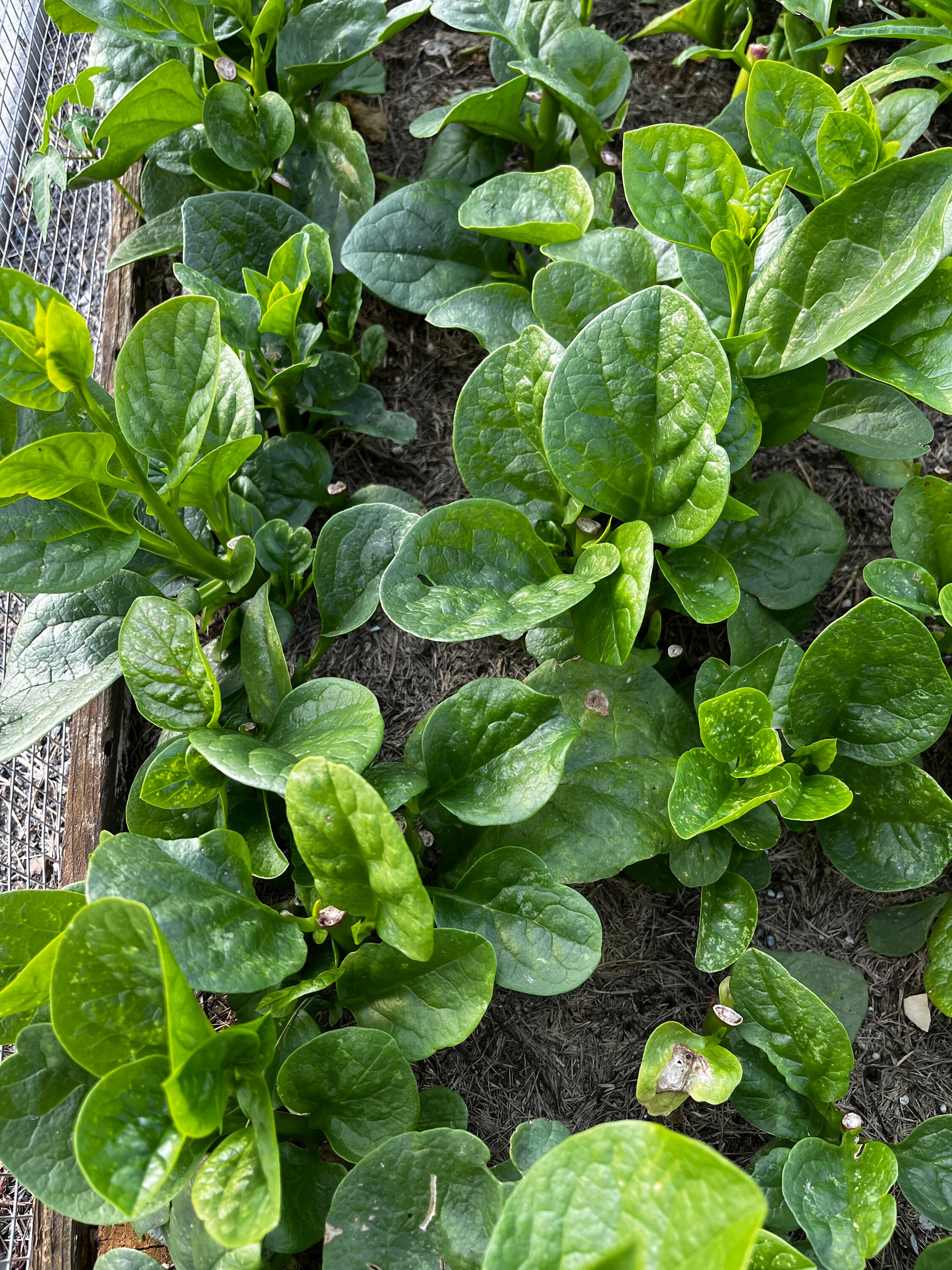 Organic Malabar Spinach Seeds, Asian Spinach, Chinese Vietnamese ...