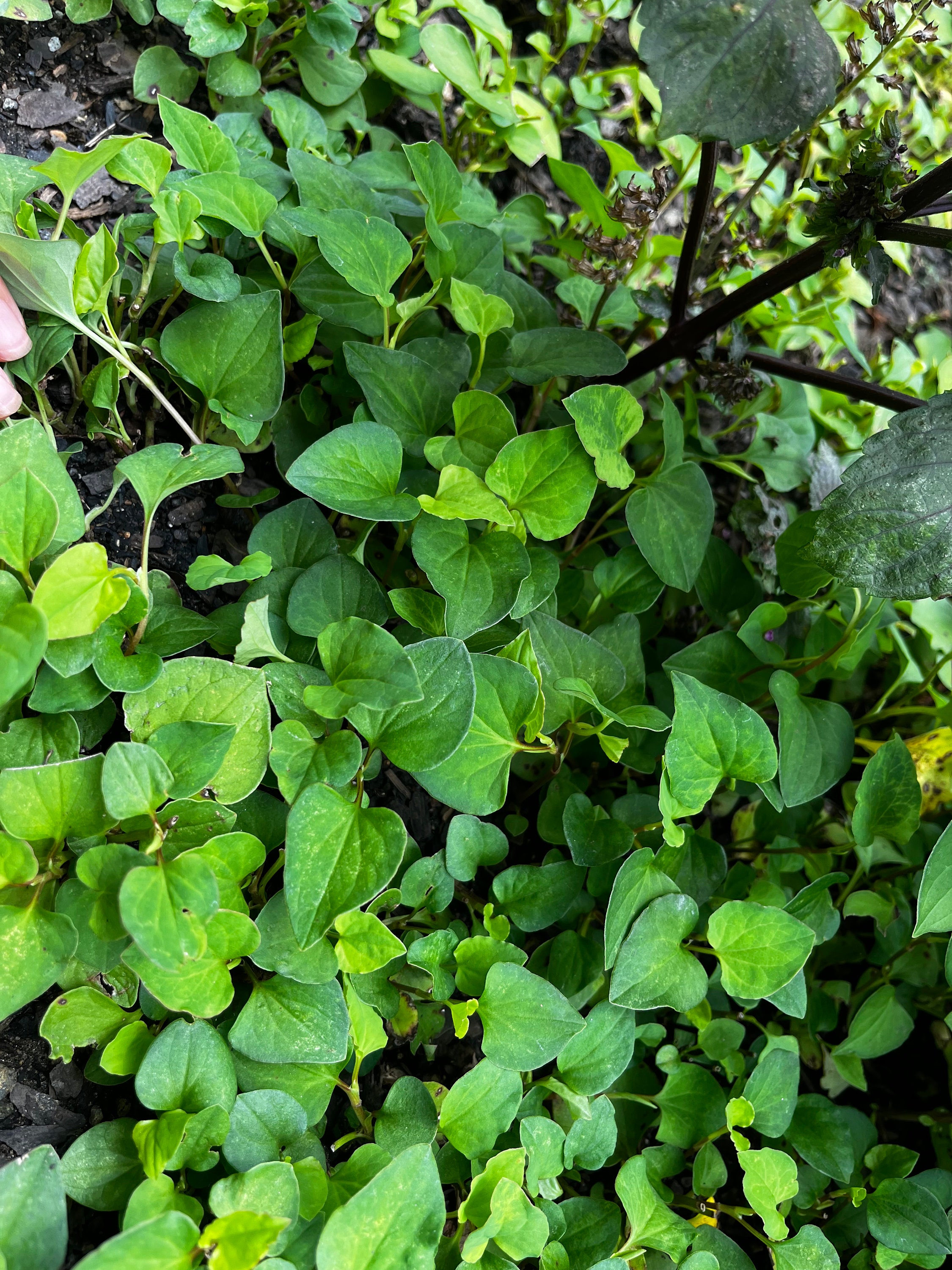 Live Fish Mint Pot, Heartleaf, Fish Herb Live Plant, Lizardtail Live ...