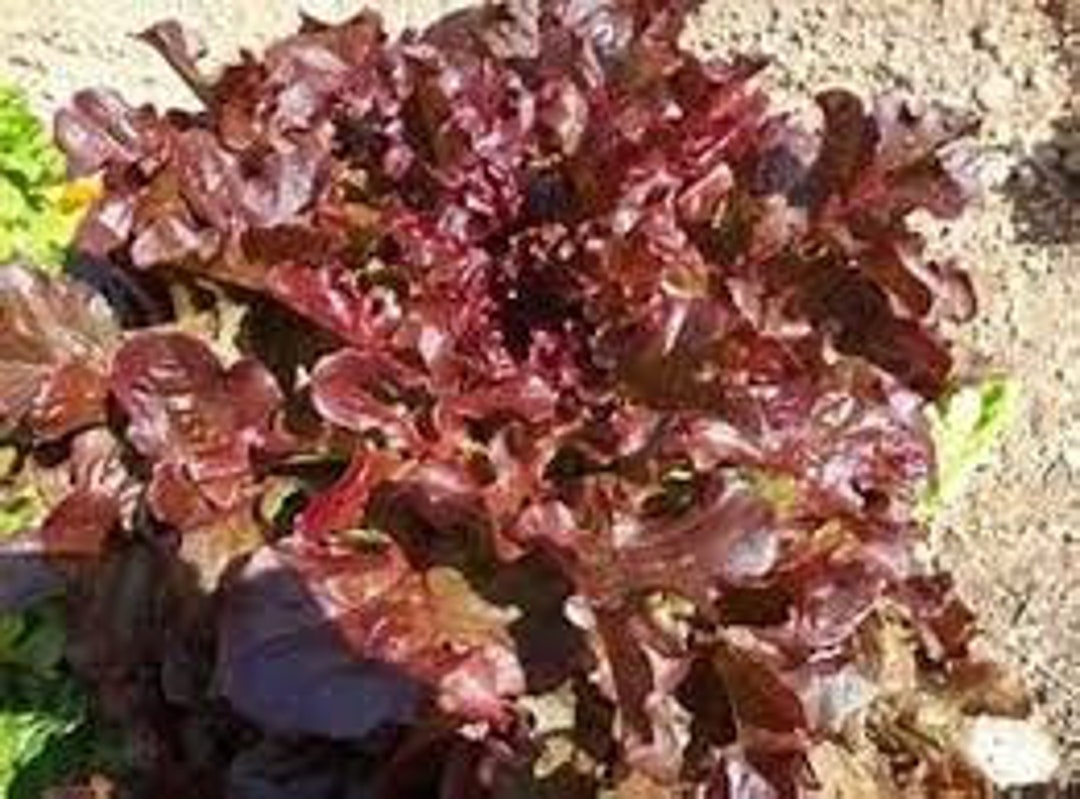 Red Lettuce Seeds, Red Salad Bowl Seeds, Lettuce Seeds, Vegetable Seeds ...