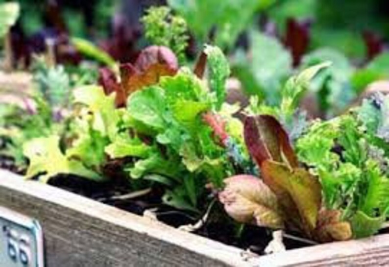 Mesclun Salad Mix Seeds, Lettuce Mix Seeds, Salad Mix Seeds, Salad ...