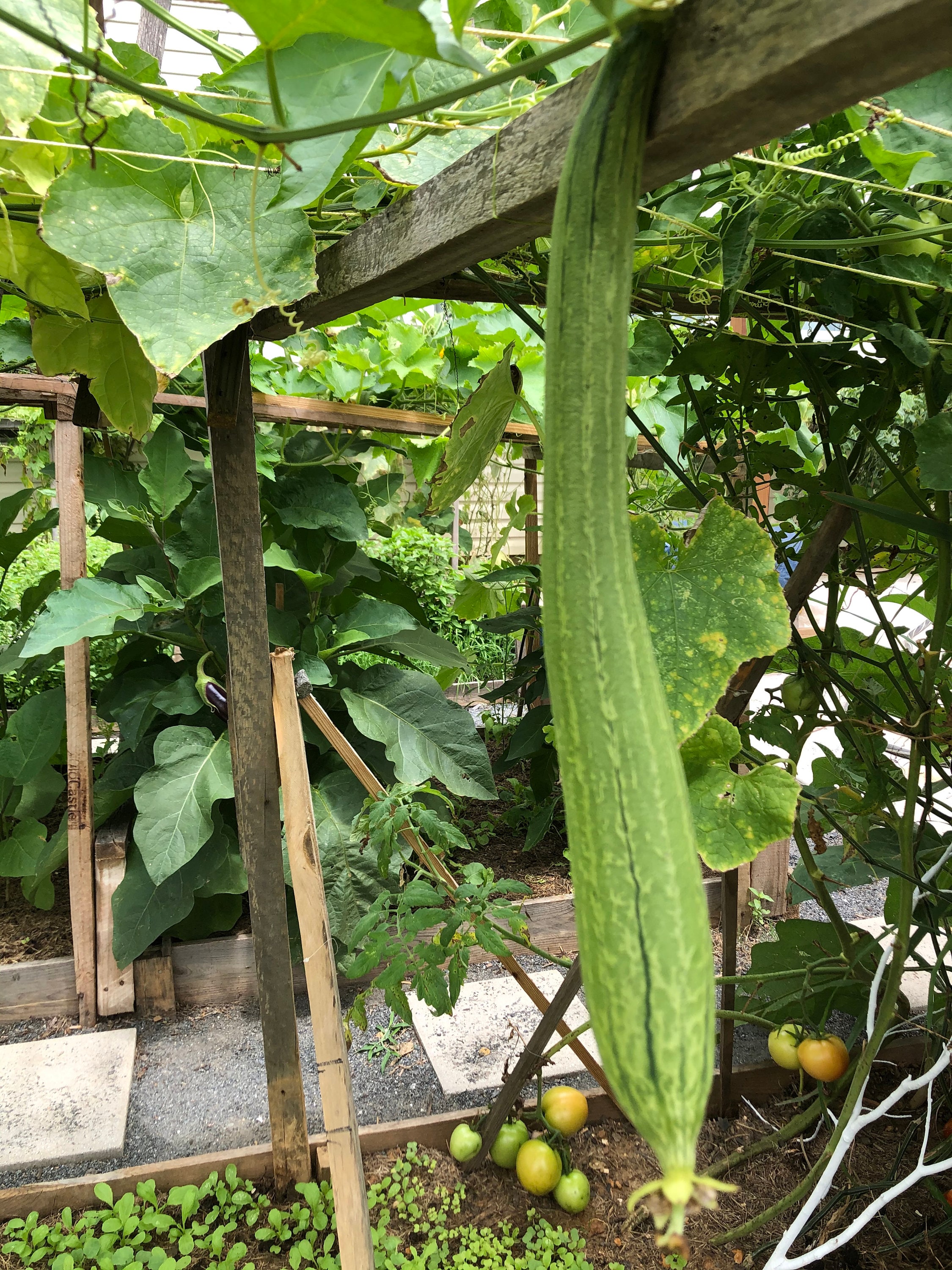 Luffa Squash Seeds, Organic Luffa Squash Seeds, Hat Muop Huong, Muop ...