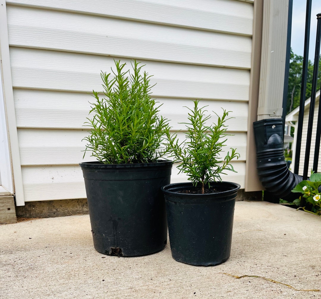 Live Potted Rosemary Rosemary Decorations Fresh Herb - Etsy