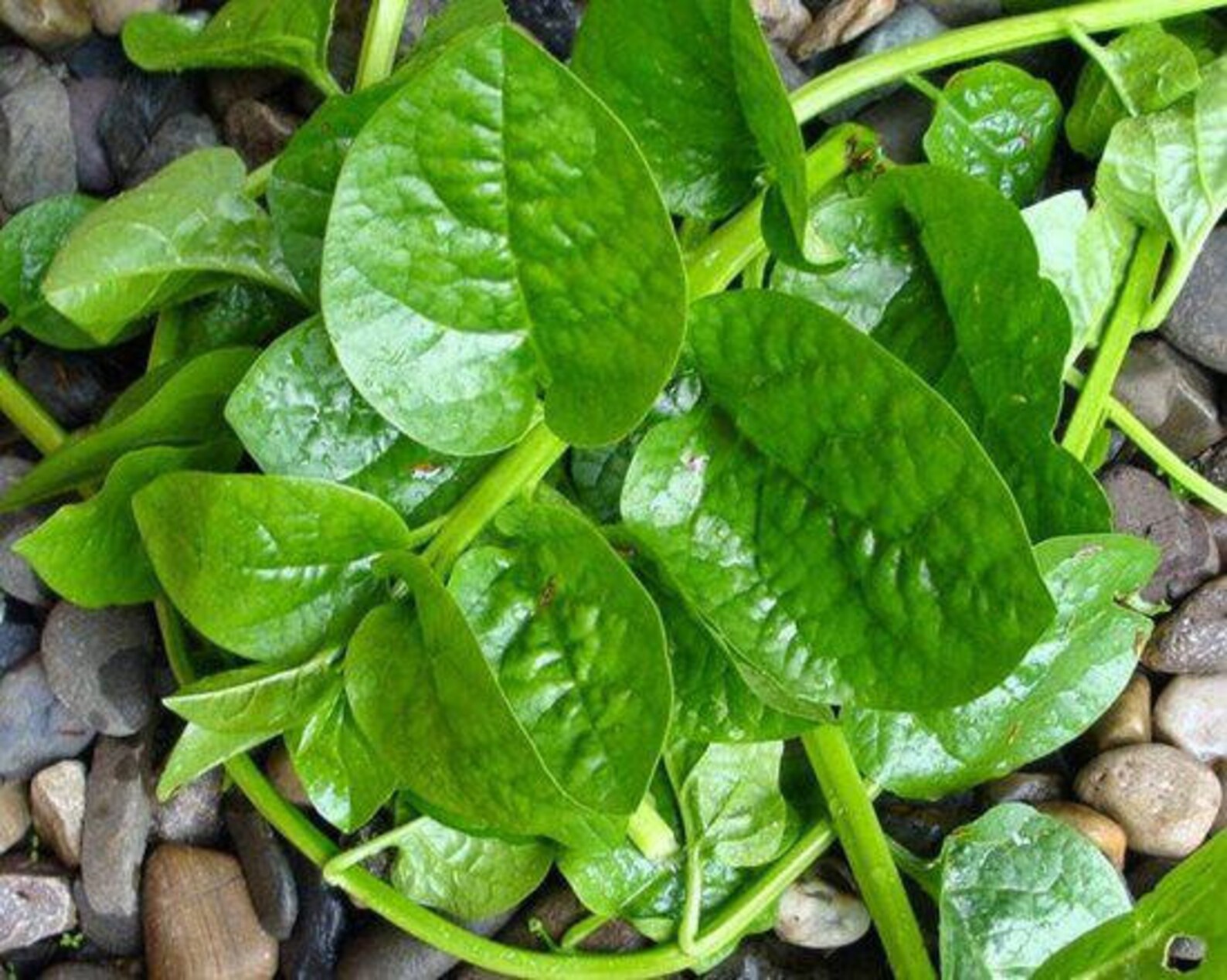 Organic Malabar Spinach Seeds, Asian Spinach, Chinese Vietnamese ...