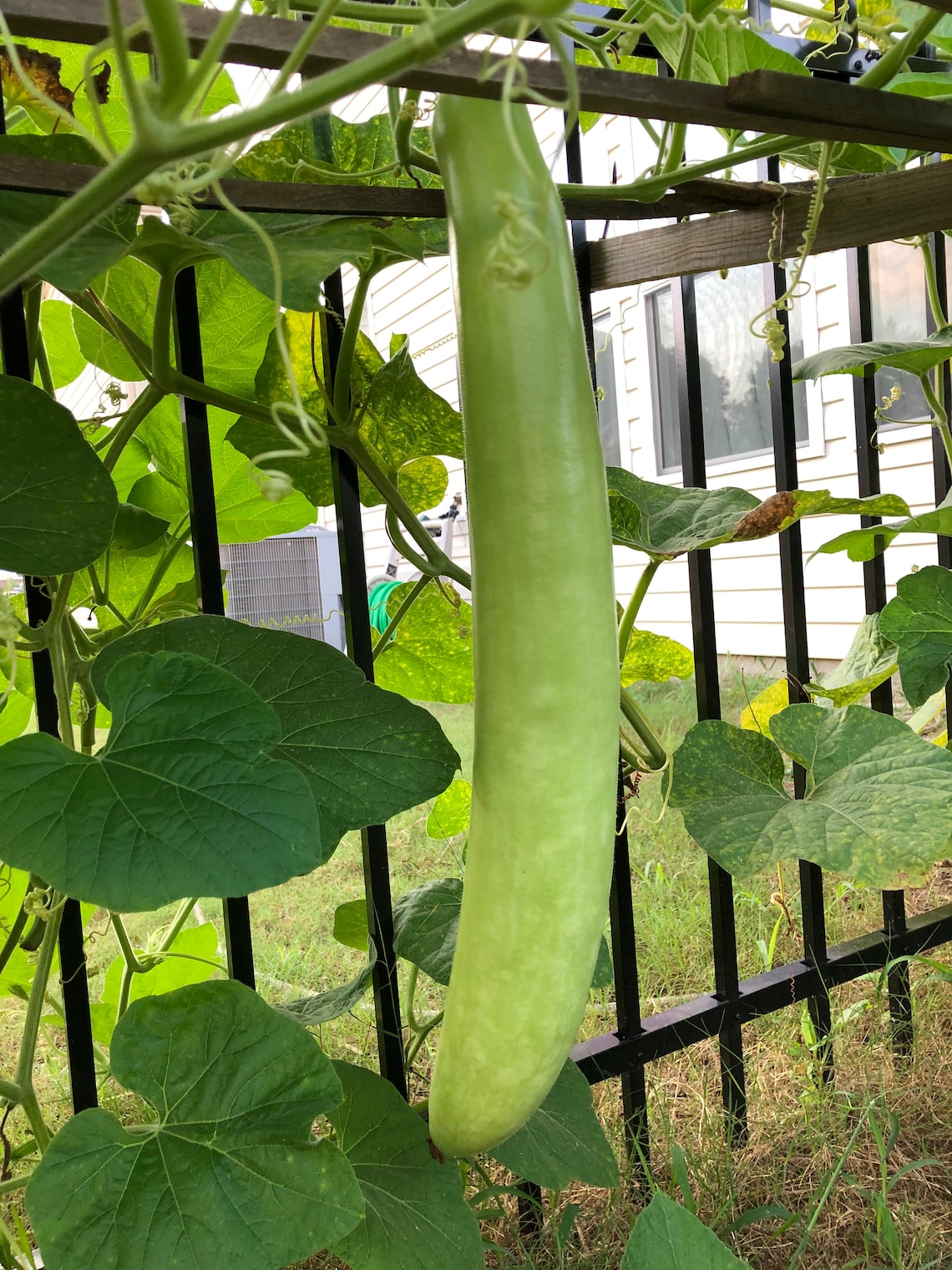 Long Bottle Gourd Squash, Indian Bottle Gourd Seeds, Hat Bau, Organic ...