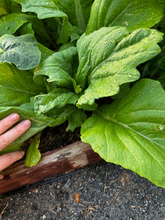 Indian Mustard Greens