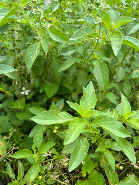 Basil Seeds Asian Basil Hat E Rare to Find Seeds - Etsy