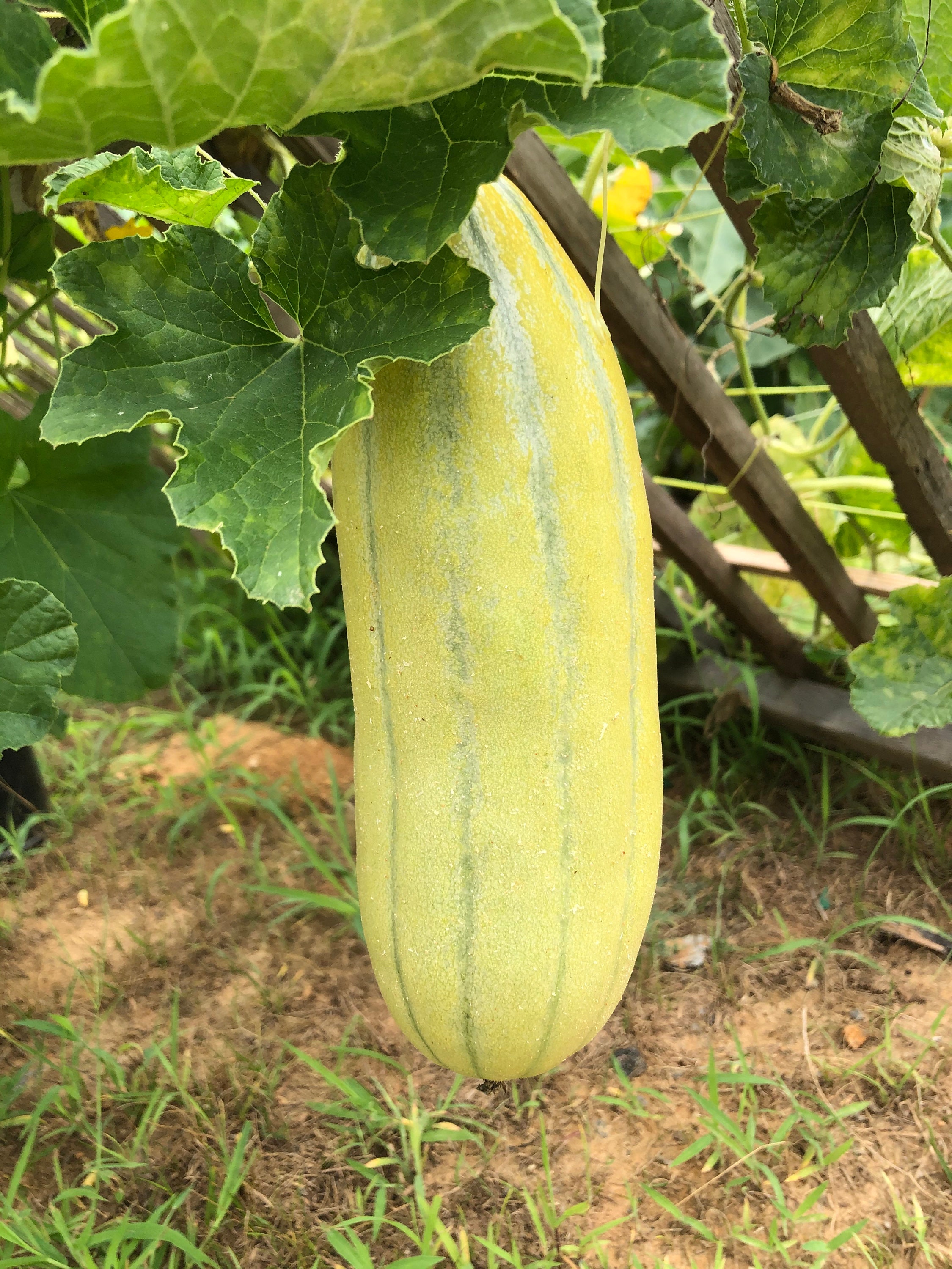 Casaba Melon Seeds, Hat Dua Gang, Hat Dua Bo, Organic Thai Chinese Lao ...