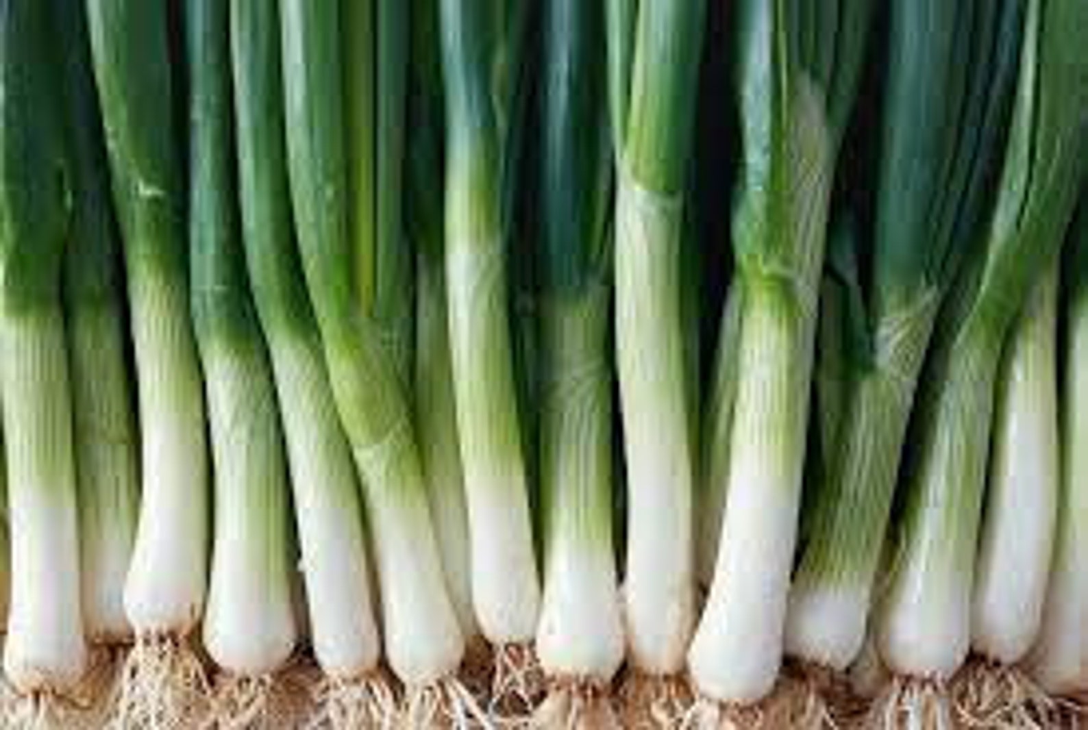 American Flag Leeks, Leeks Seeds, Seeds, Leeks, Big Onion Seeds, Leeks ...