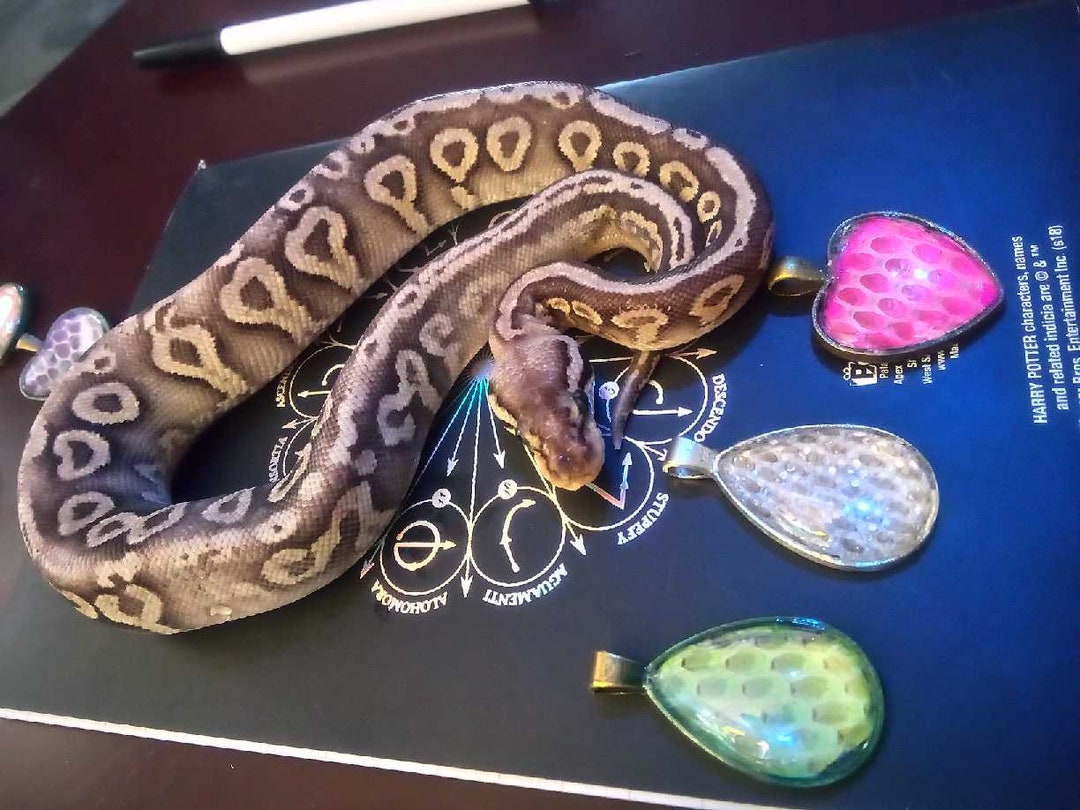 Snake Shed Skin Pendant - Etsy