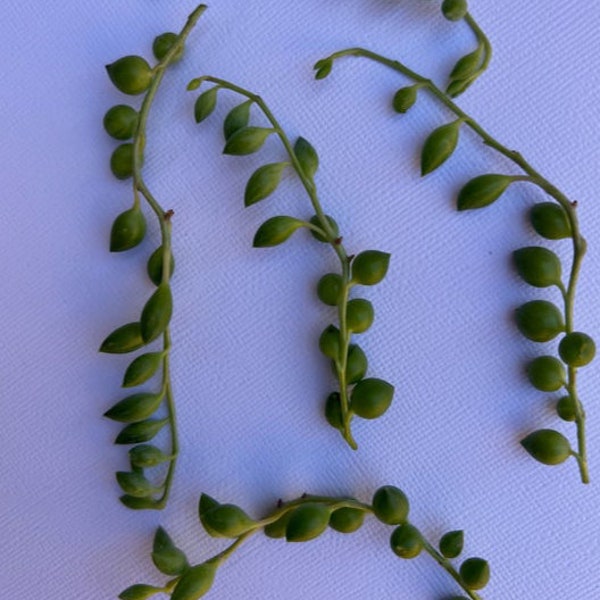 String of Pearls - Etsy