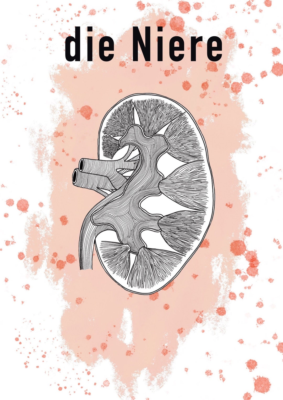 Lernzettel Niere und Ausscheidung - Etsy.de