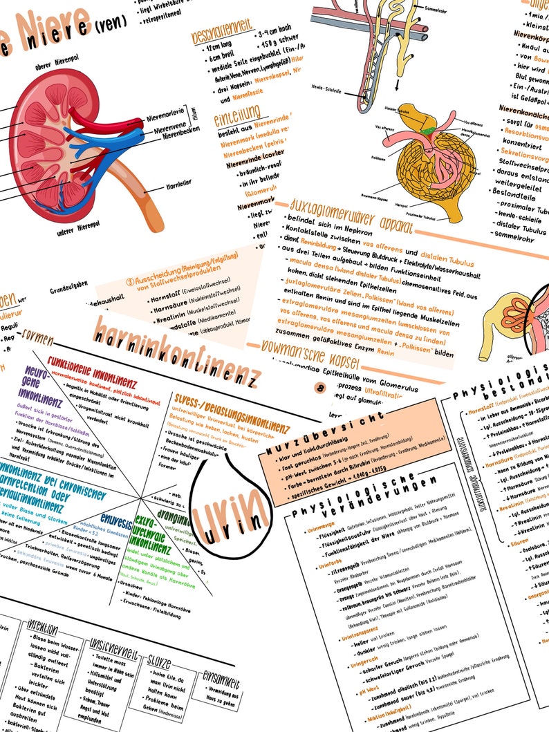 Lernzettel - Niere und Ausscheidung - Etsy.de