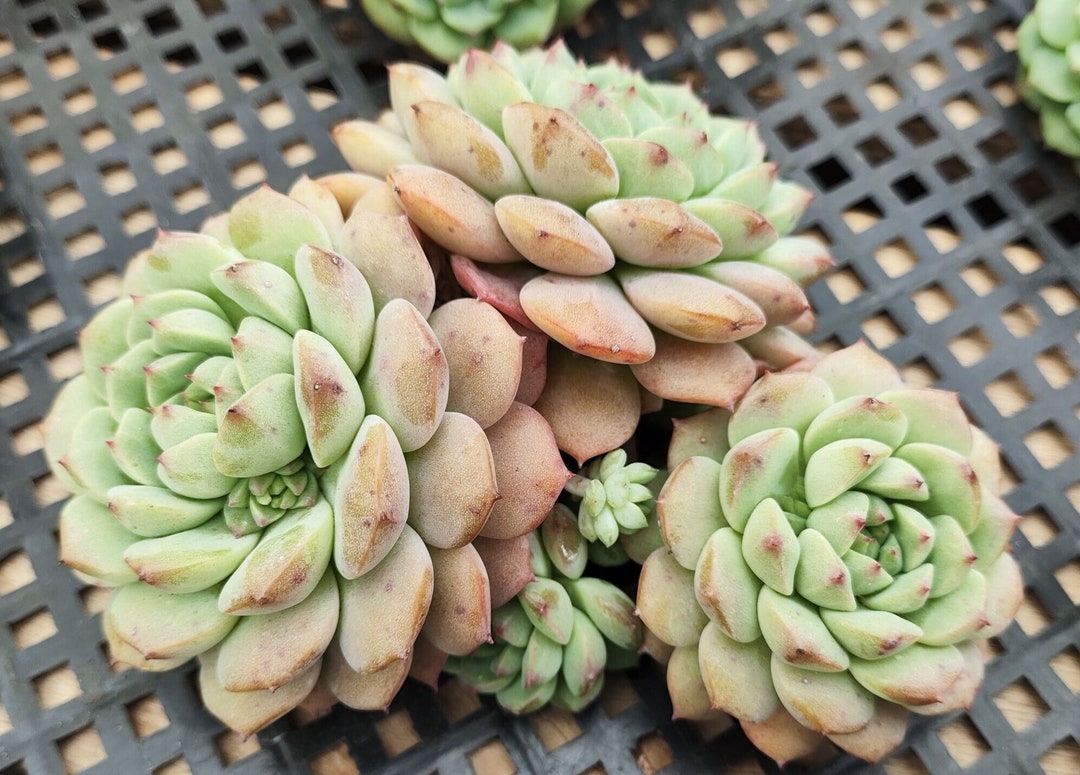 Echeveria Panda Face-natural Succulentshome Livingrare - Etsy