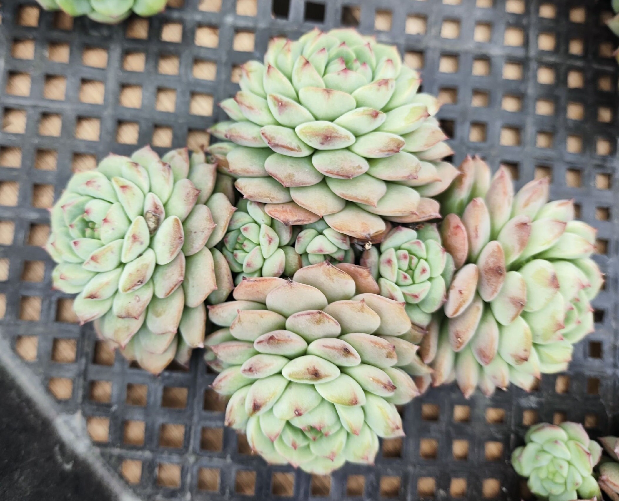 Echeveria Panda Face-natural Succulentshome Livingrare - Etsy