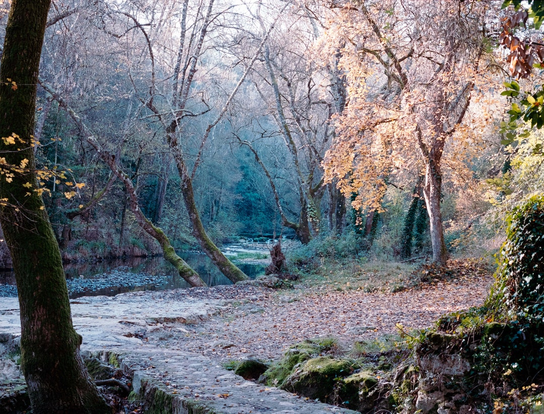 Forest Scene - Etsy