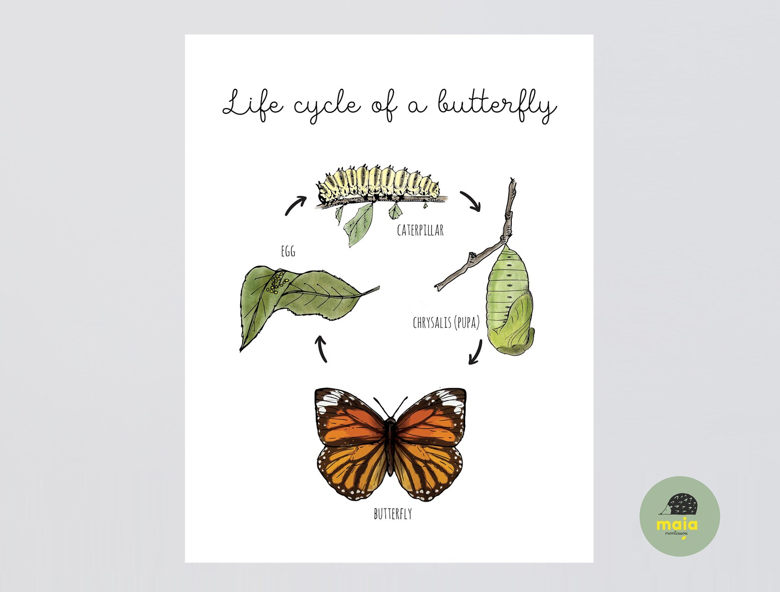Butterfly Unit Study, Life Cycle of a Butterfly, Montessori Three-part ...