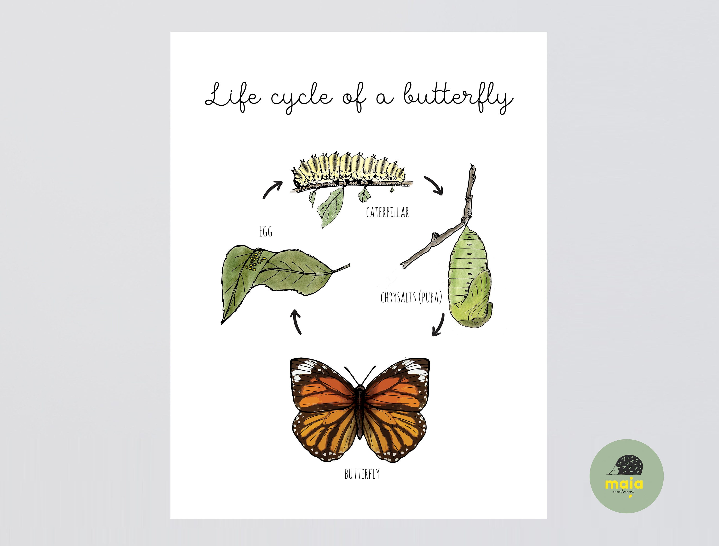 Butterfly Unit Study, Life Cycle of a Butterfly, Montessori Three-part ...