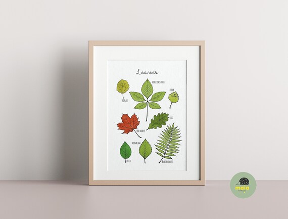 Leaves Poster Educational Leaves Print Leaf Types - Etsy