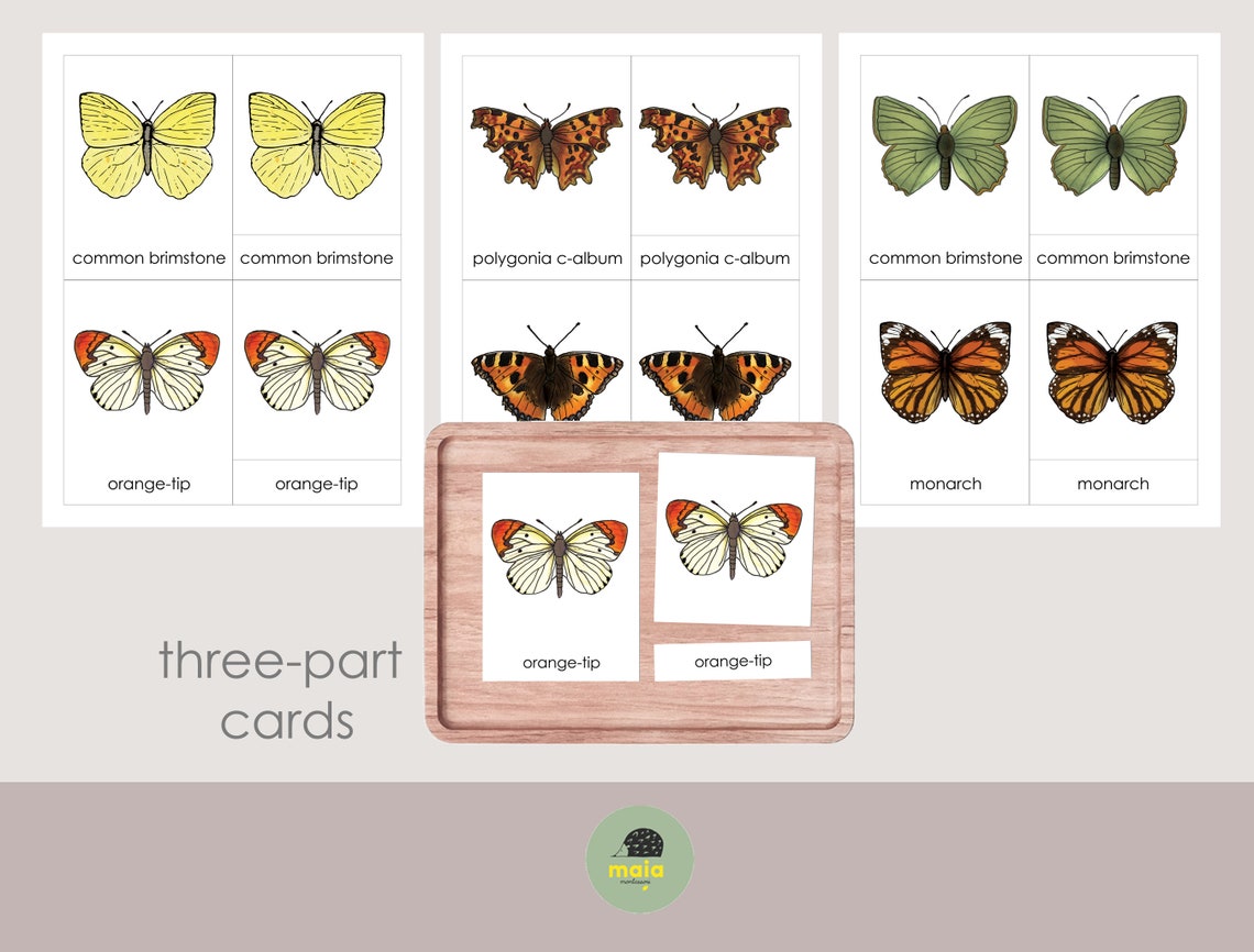 Butterfly Unit Study, Life Cycle of a Butterfly, Montessori Three-part ...