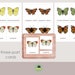 Butterfly Unit Study, Life Cycle of a Butterfly, Montessori Three-part ...