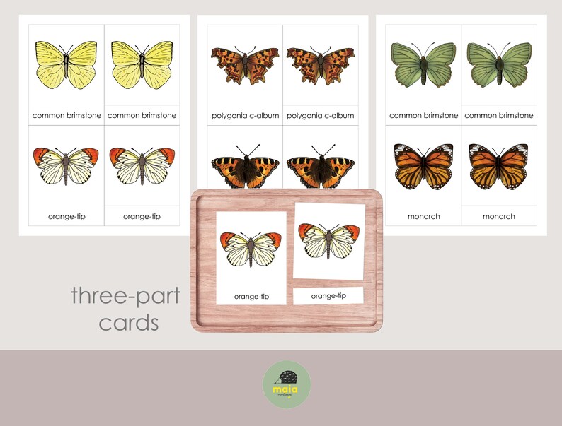 Butterfly Unit Study, Life Cycle of a Butterfly, Montessori Three-part ...