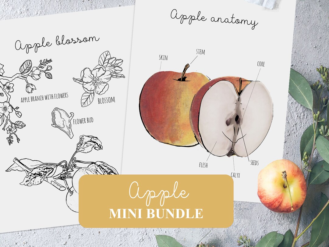 Apple Anatomy, Apple Mini Unit Study, Apple Coloring Page, Kids Fall ...