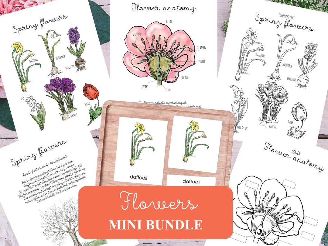 Flowers Unit Study, Flower Identification Bundle, Spring Montessori ...