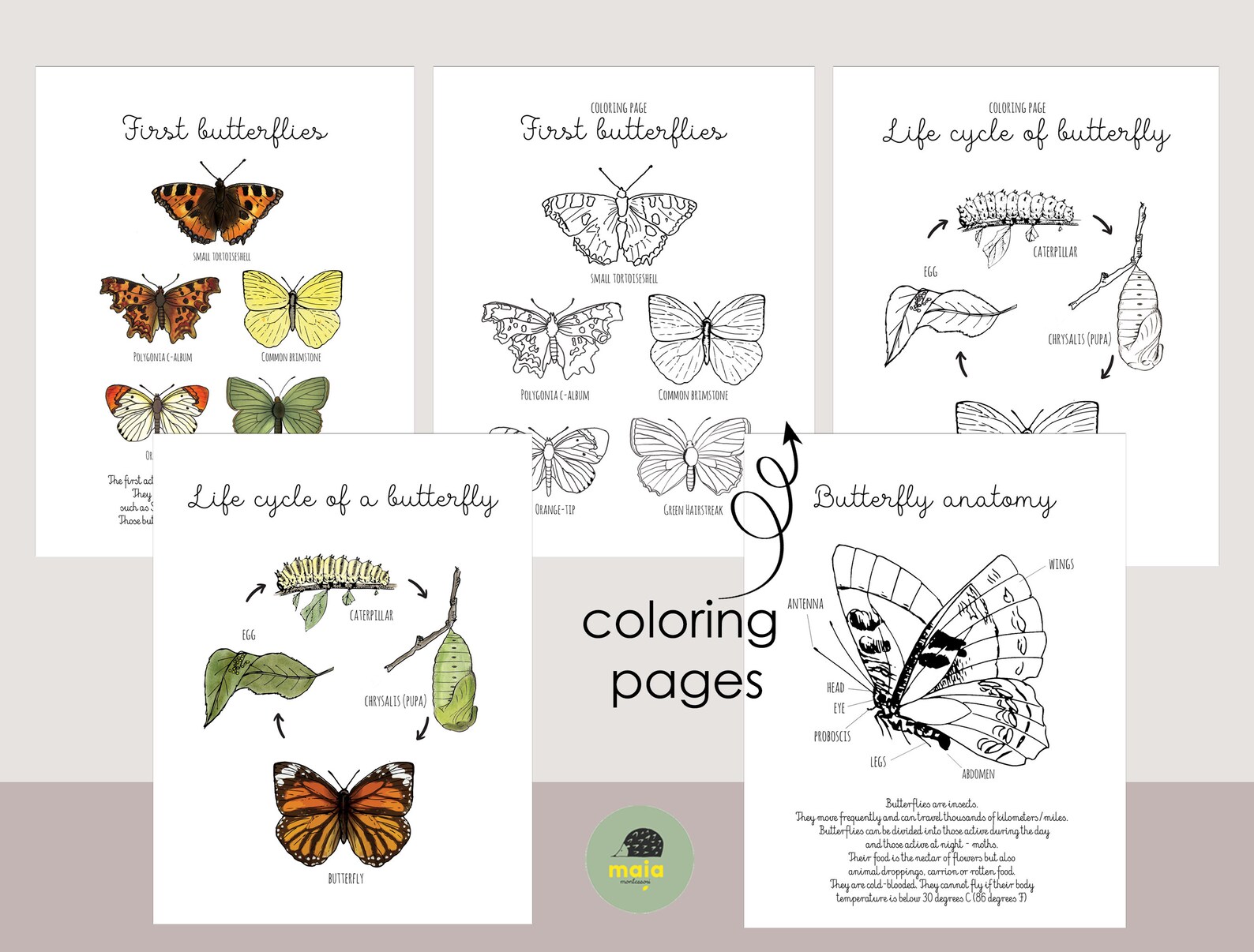 Butterfly Unit Study, Life Cycle of a Butterfly, Montessori Three-part ...