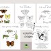 Butterfly Unit Study, Life Cycle of a Butterfly, Montessori Three-part ...