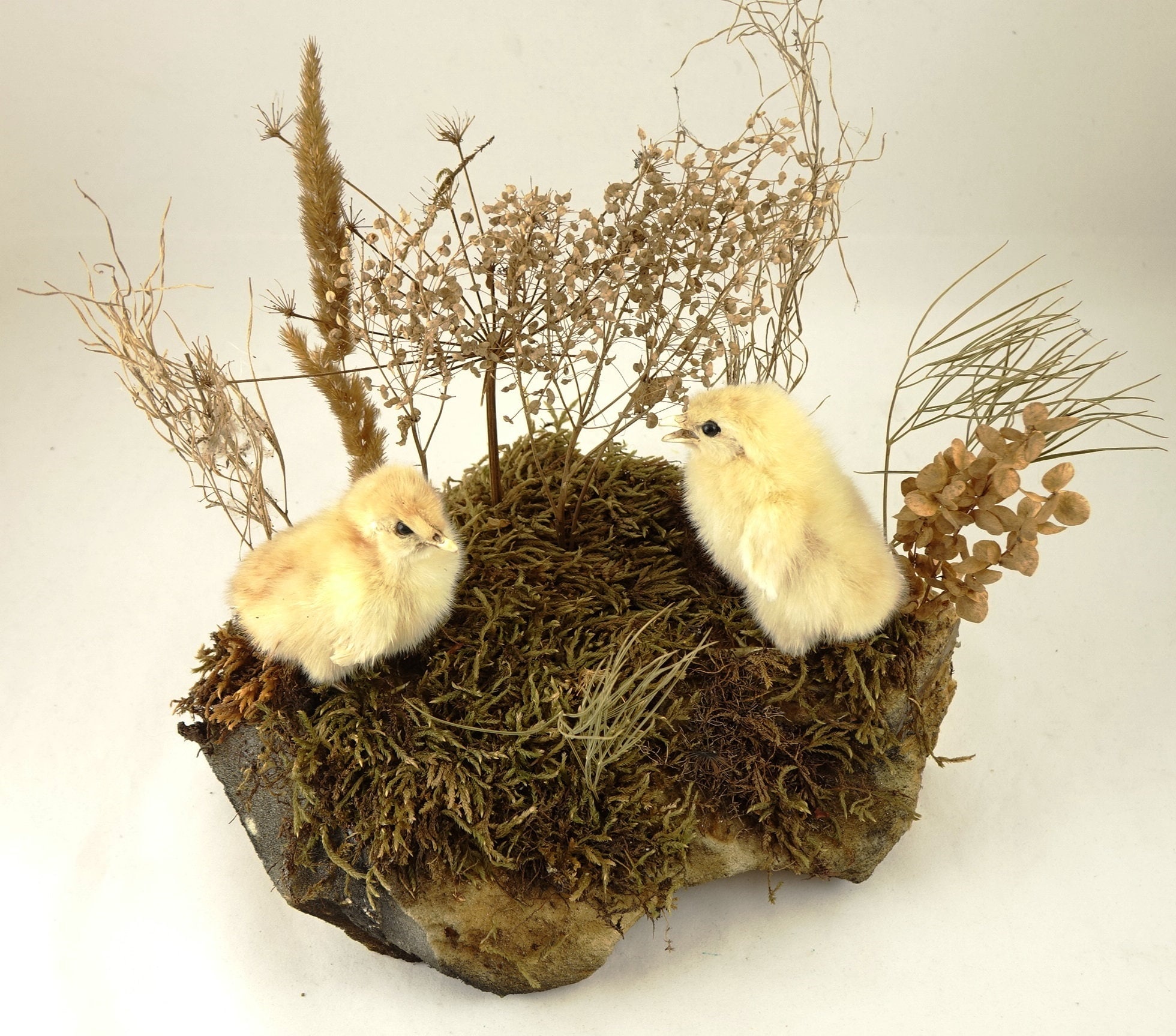 Real Baby Chickens Taxidermy Diorama Chick Bird Mount - Etsy