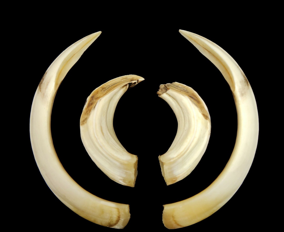 Trofeo de colmillos de jabalí taxidermia diente dientes de - Etsy España