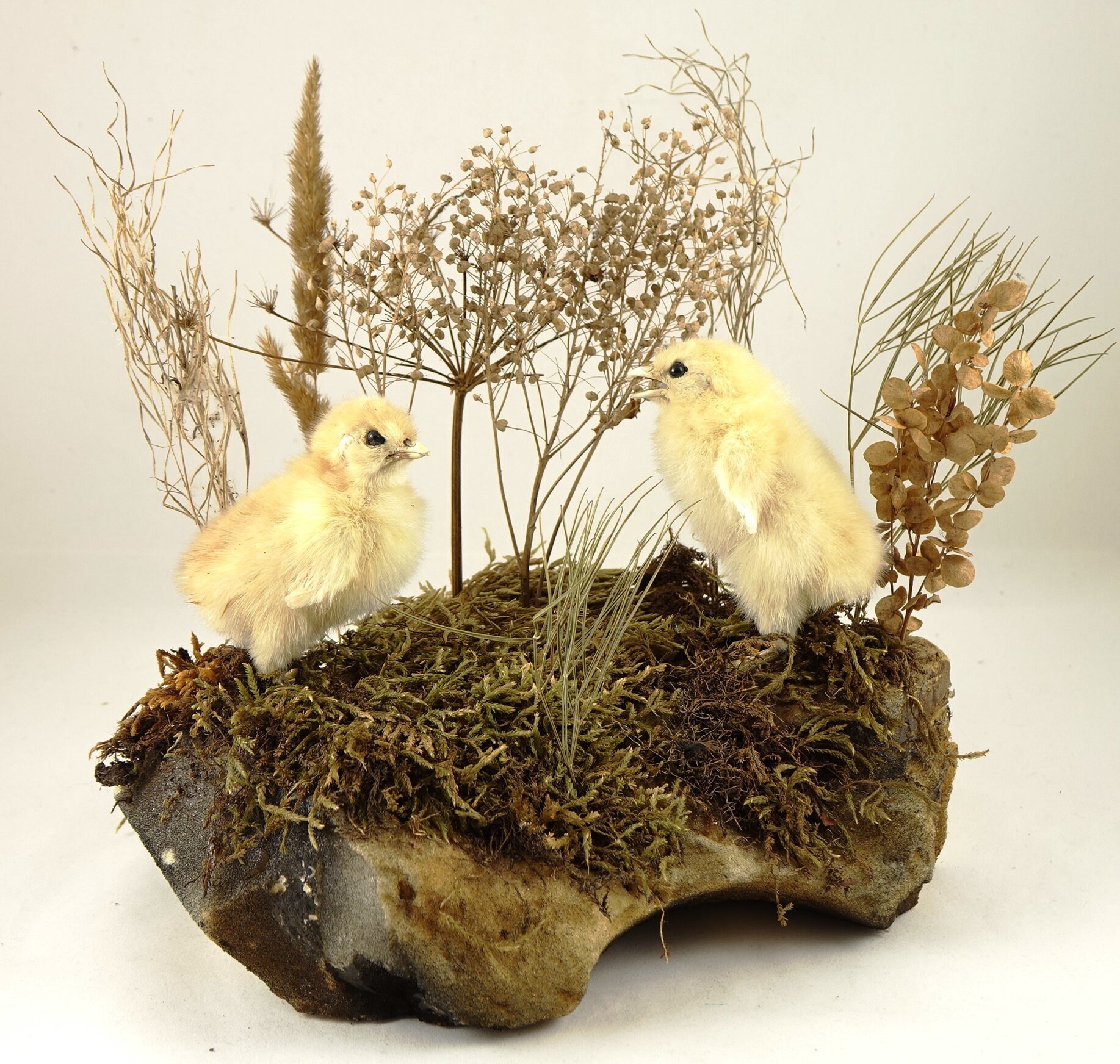 Real Baby Chickens Taxidermy Diorama Chick Bird Mount - Etsy