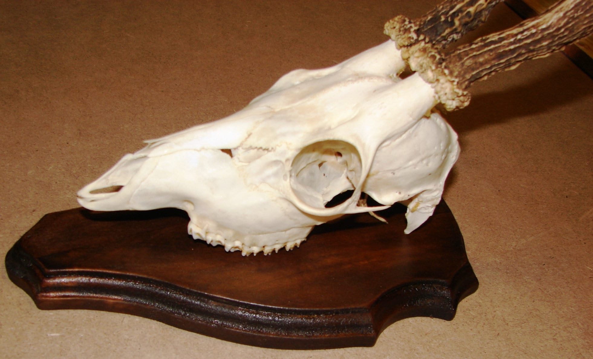 Wooden Base Shield Trophy Mounting Plaque for Roe Deer and Chamois ...