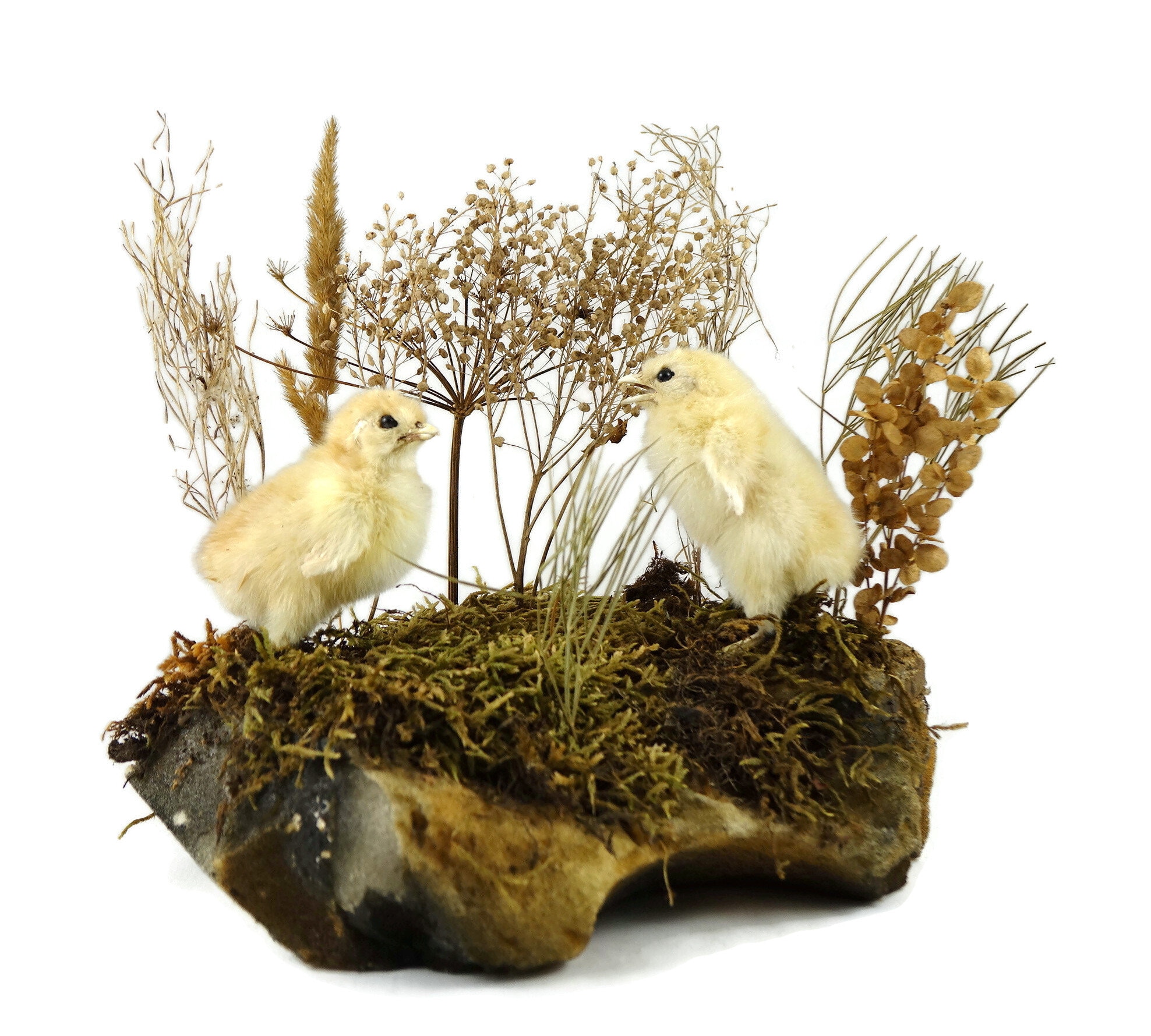 Real Baby Chickens Taxidermy Diorama Chick Bird Mount - Etsy