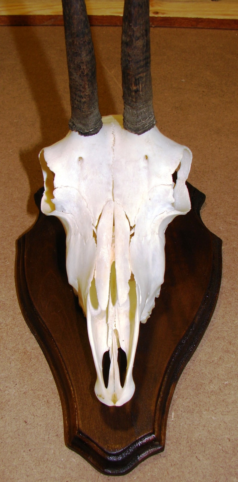 Wooden Base Shield Trophy Mounting Plaque for Roe Deer and Chamois ...